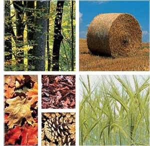 EMPAQUES Y ENVASES DE CELULOSA: QUE ES LA CELULOSA